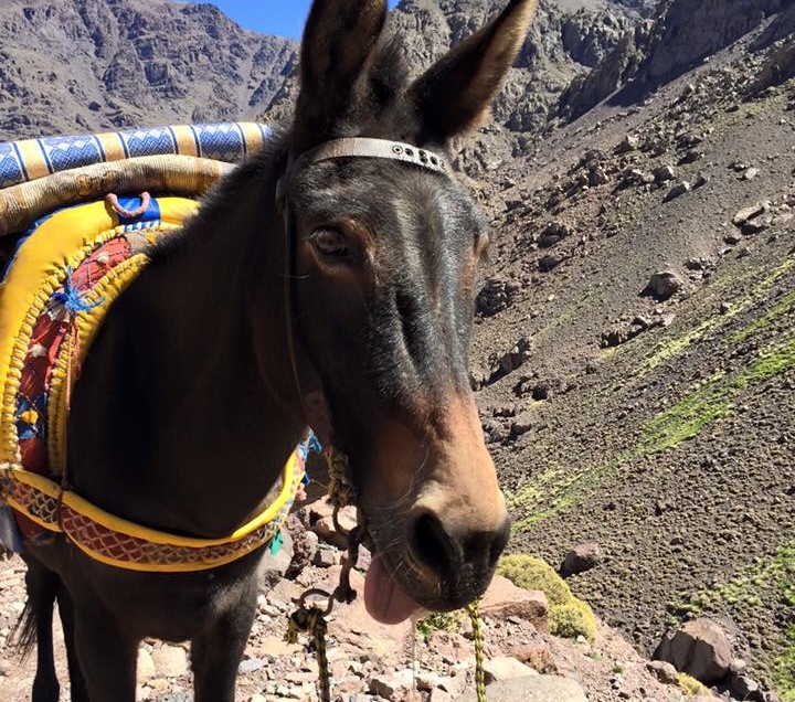 From The Snakes Of The Snake Charmers In Jemaa El Fnaa Square To The ...